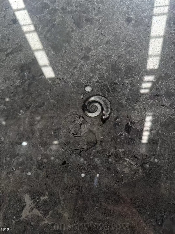 Kilkenny Black Fossil Limestone Slabs Grey Blue Shell from China ...