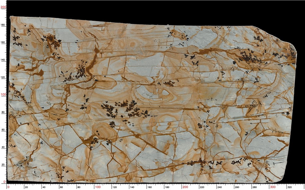 Roman Impression Quartzite Slabs : 49.146㎡ in stock