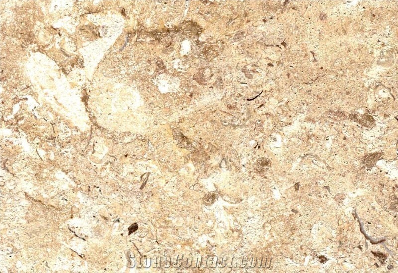 Seastone - Sea Shellstone, Philippines Beige Limestone Slabs Tiles from ...