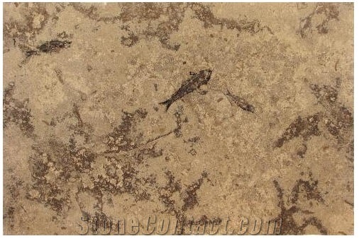Fossil Lake Collection Honed Fossil Stone Tiles from United States ...